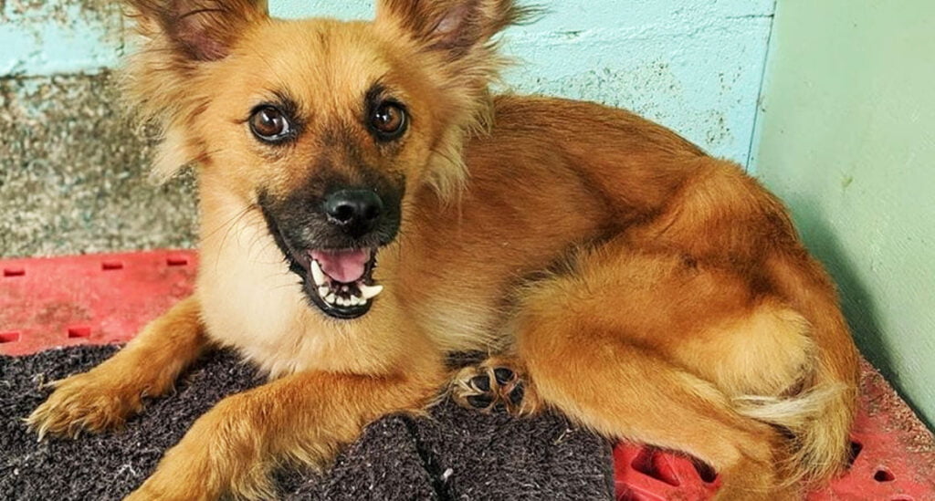 Ocean Acres Animal Sanctuary, Barbados | Dog and Cat Rescue Shelter