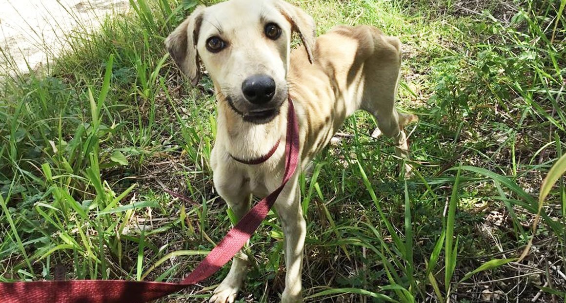 Ocean Acres Animal Sanctuary, Barbados | Dog and Cat Rescue Shelter