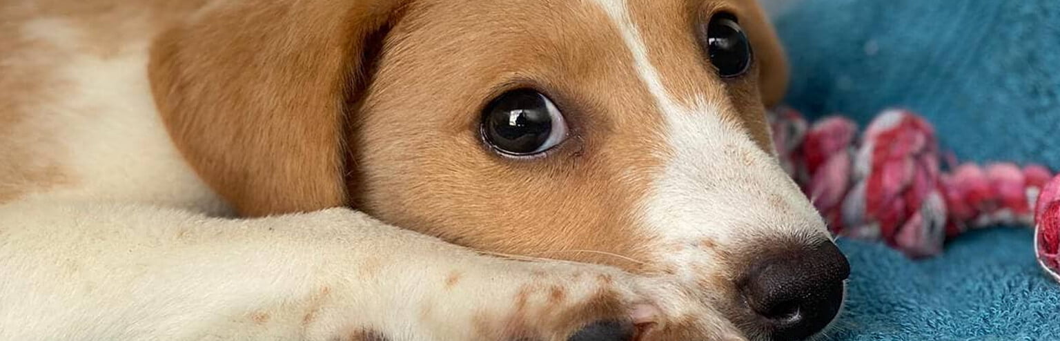 Ocean Acres Animal Sanctuary, Barbados | Dog and Cat Rescue Shelter