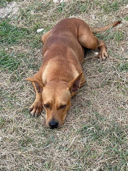 Eleanor - Ocean Acres Animal Sanctuary